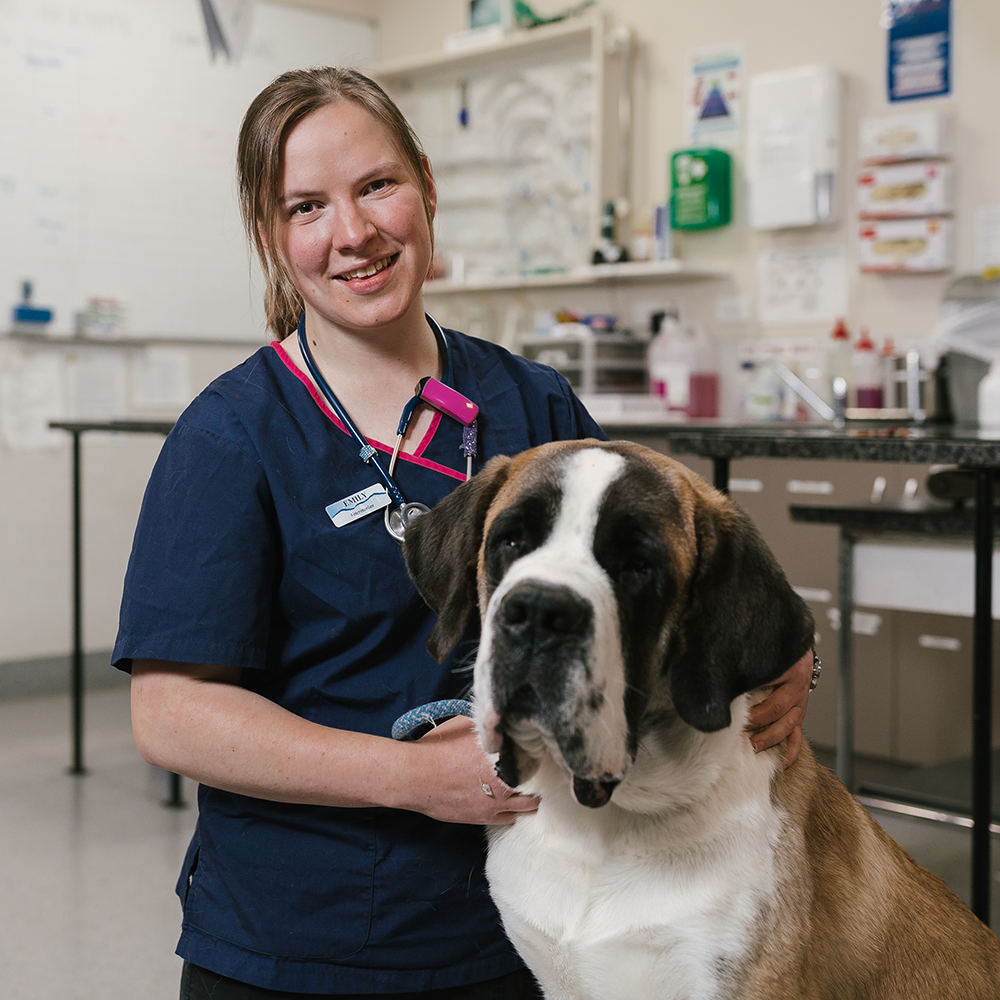 About Us – Levin & Horowhenua Vets