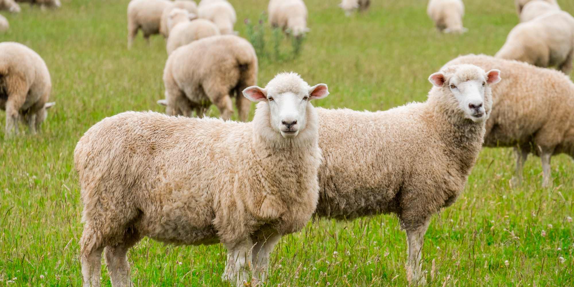 When copper becomes toxic - Levin & Horowhenua Vets