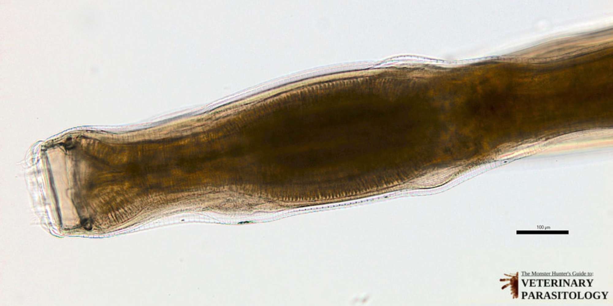 Parasite of the month - Cyathostomes - Levin & Horowhenua Vets